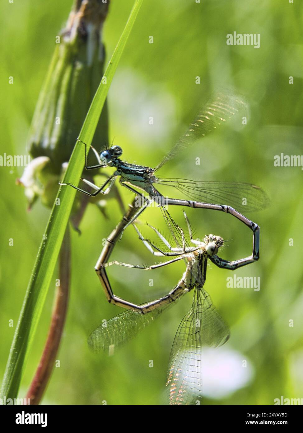 Dragonflies paring in the grass. the shape of a heart is formed ...