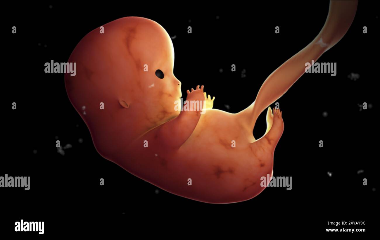 Fetus womb weeks hi-res stock photography and images - Alamy