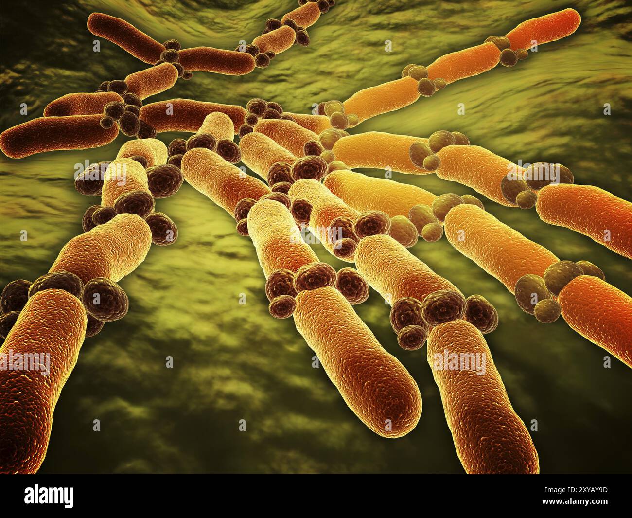 Conceptual image of Candida albicans. Candida albicans is a diploid ...