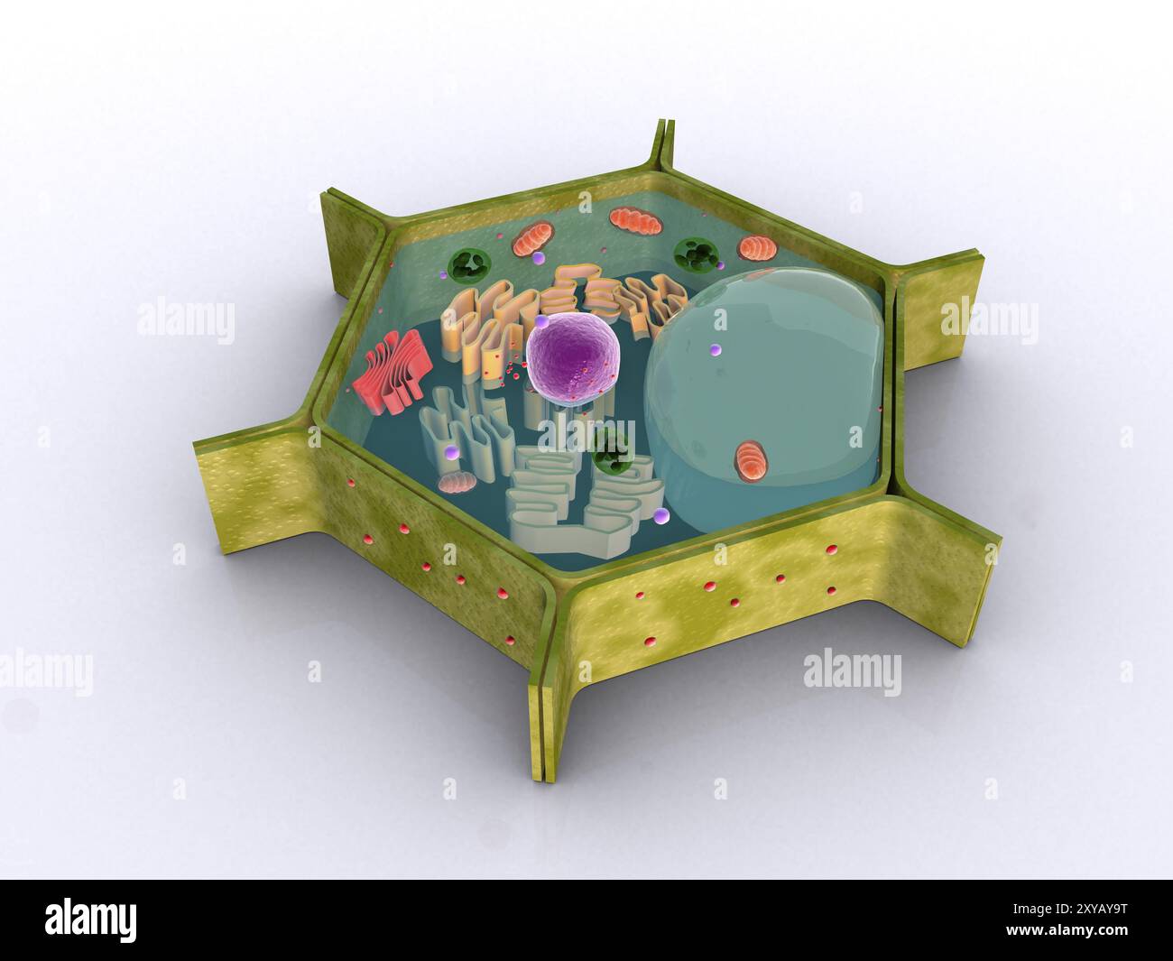 Conceptual image of a plant cell and its components Stock Photo - Alamy