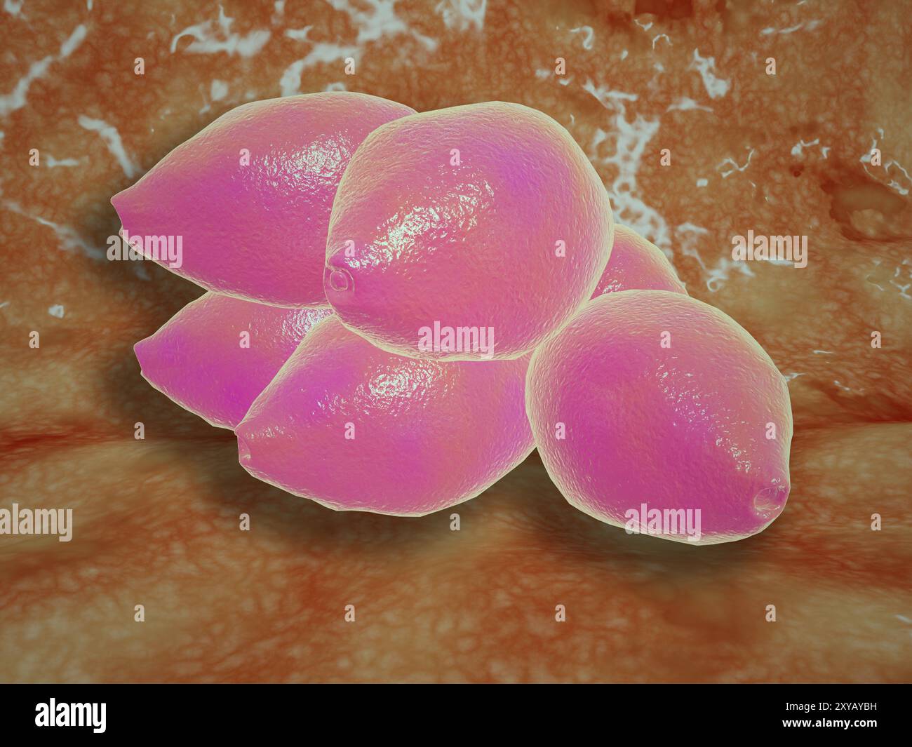 Microscopic view of birch tree pollen. Birch tree pollen is considered ...