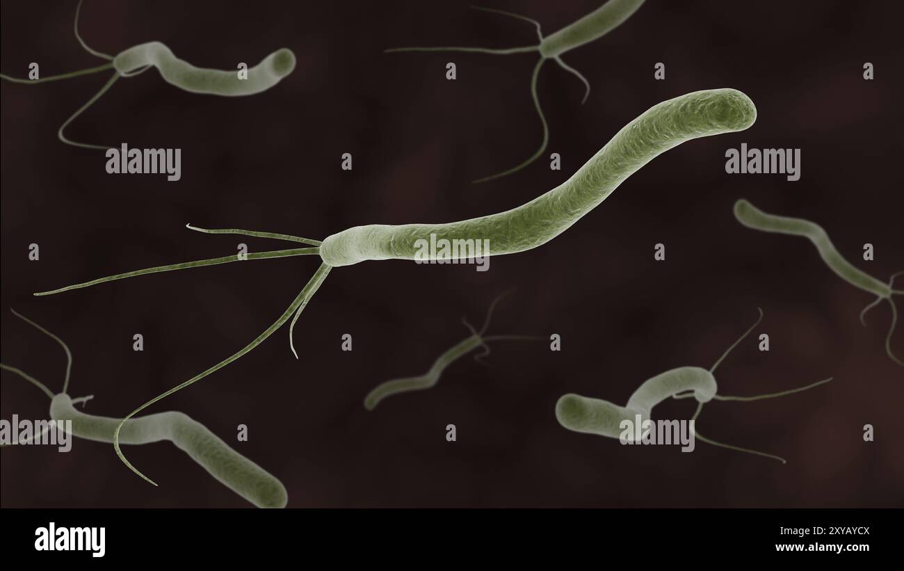 Helicobacter pylori bacteria hi-res stock photography and images - Alamy