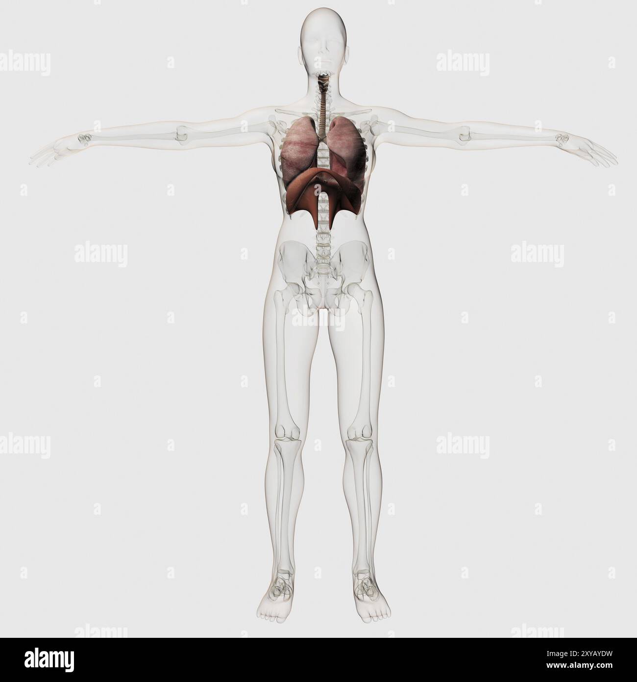 Three dimensional view of the female respiratory system, full frontal ...