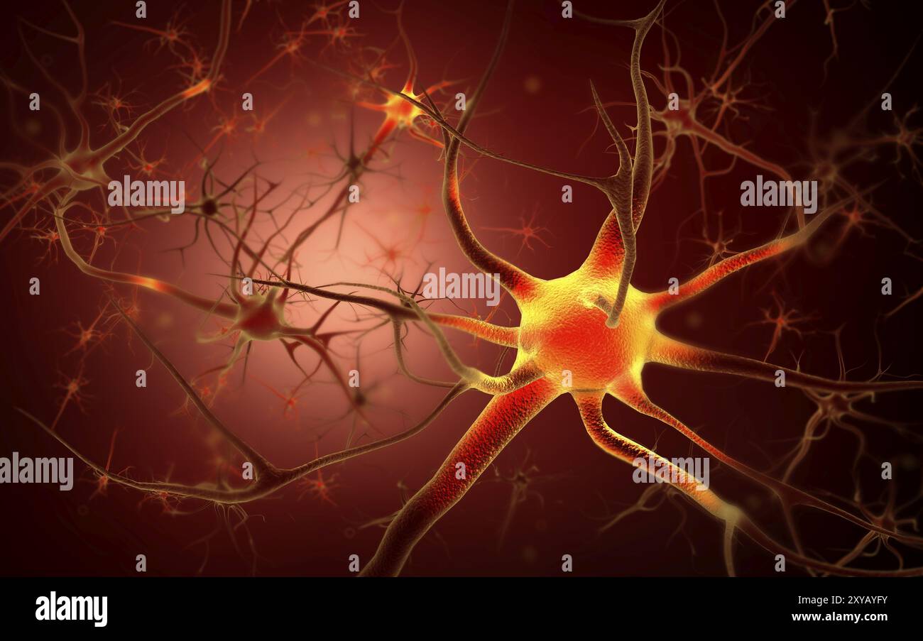 Detailed neuron hi-res stock photography and images - Alamy Detailed neuron hi-res stock photography and images - Alamy
