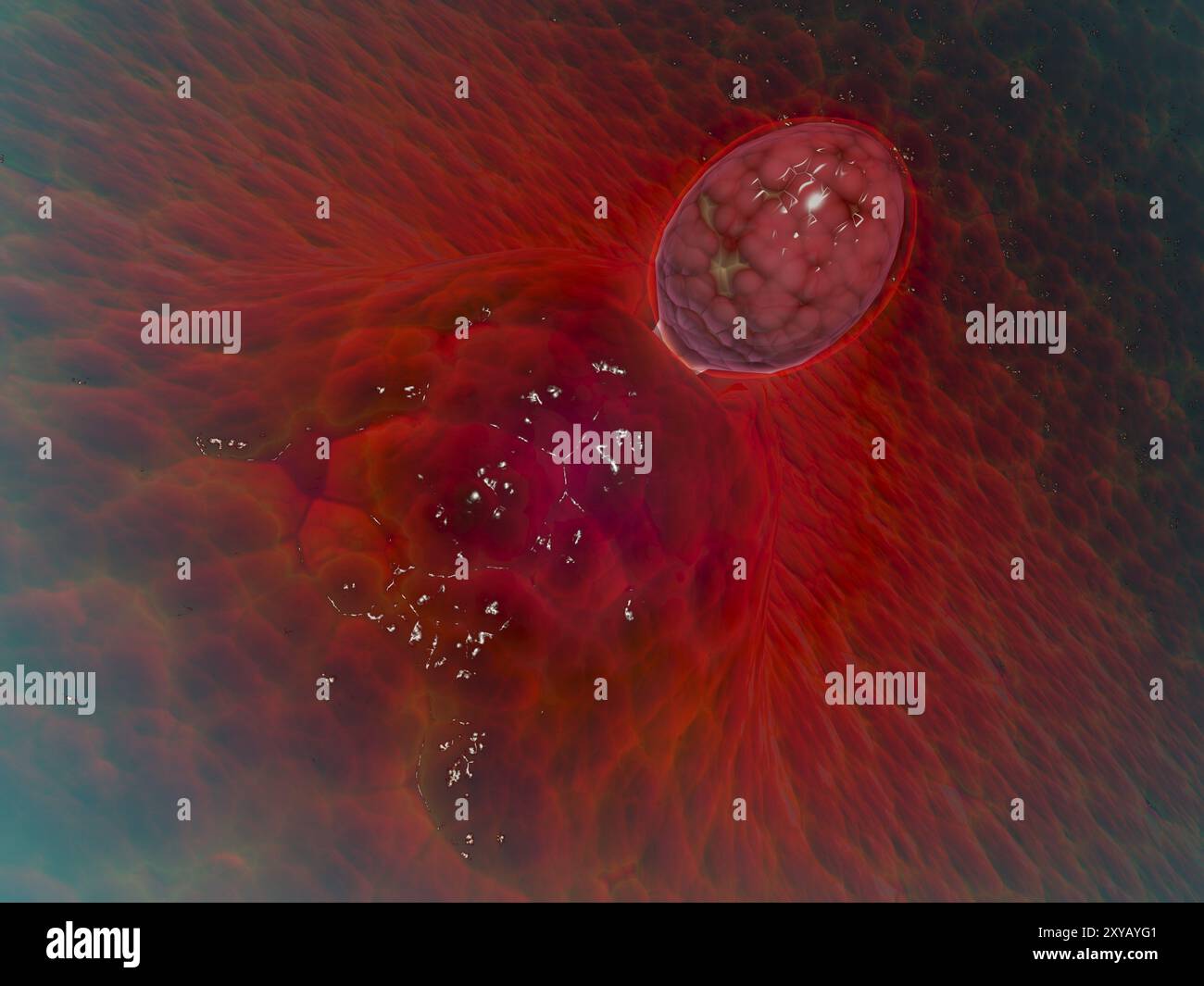 Ovulation embryos hi-res stock photography and images - Alamy