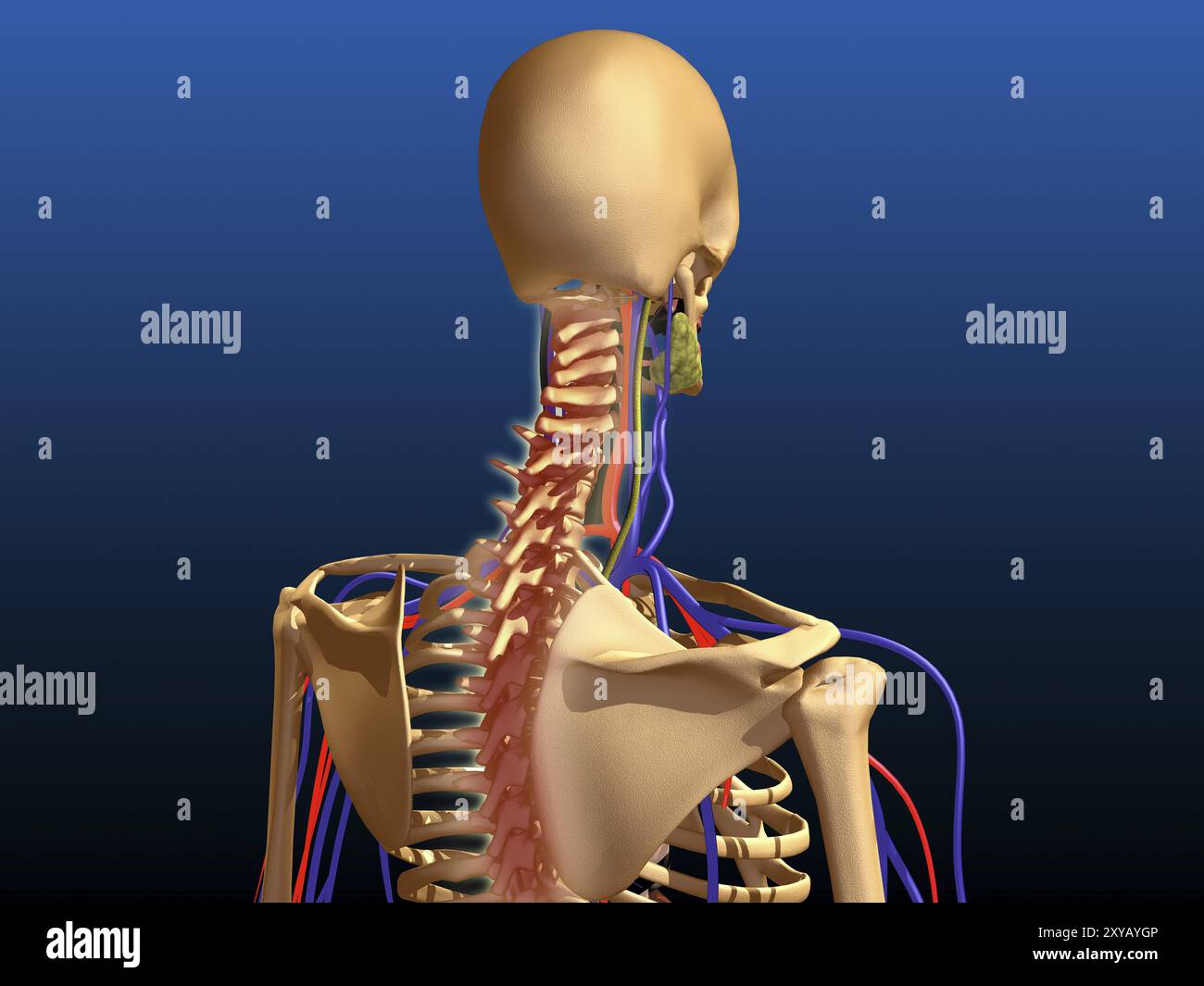 Rear view of human spine and scapula Stock Photo - Alamy