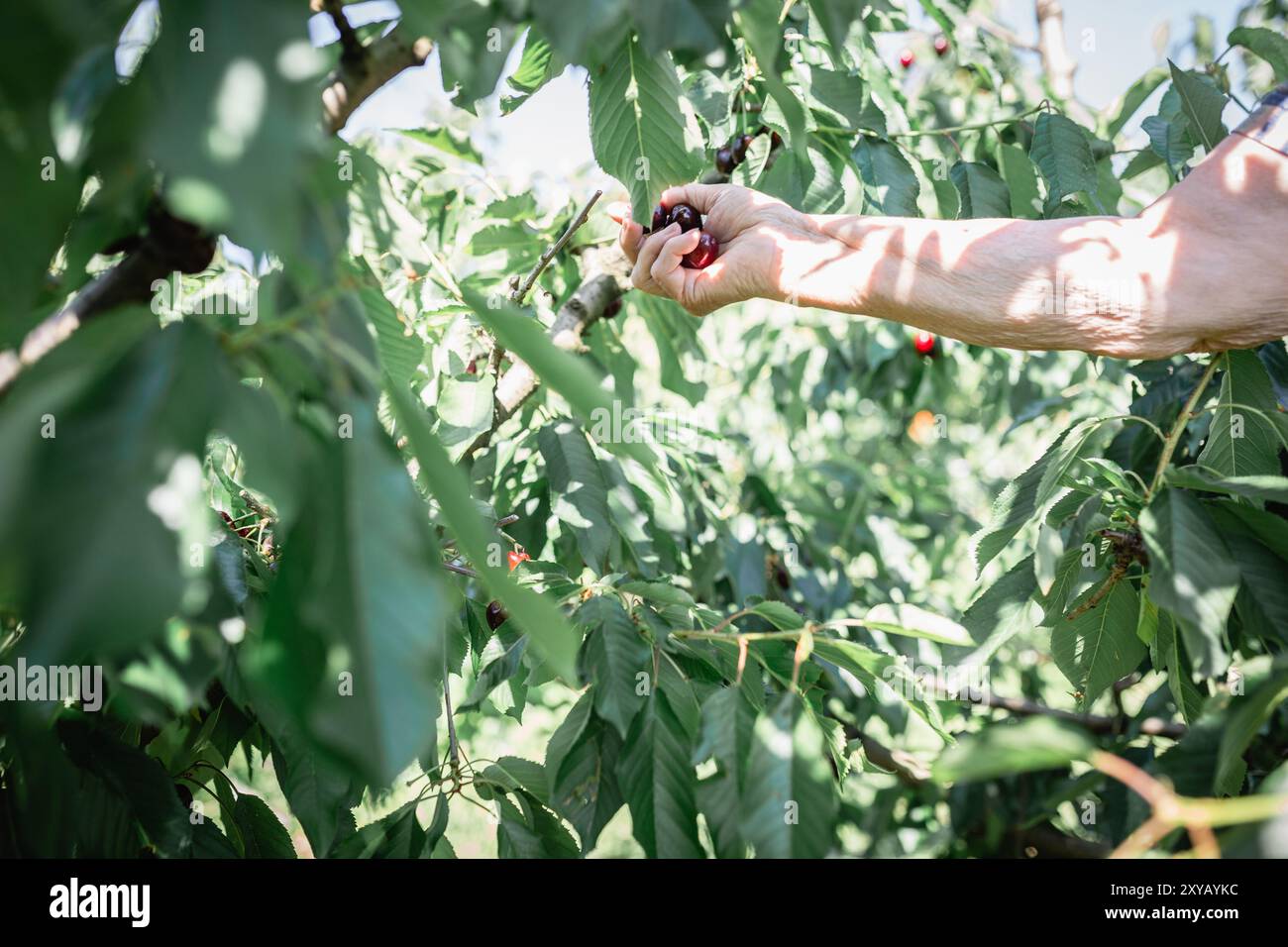 Hand picking cherries from tree hi-res stock photography and images - Alamy