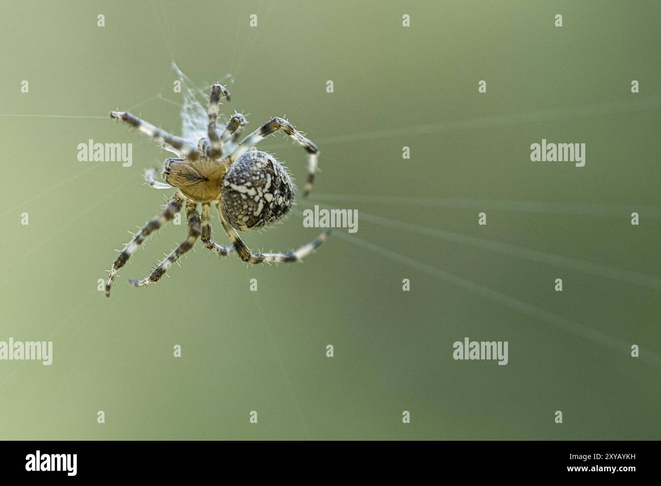 Cross spider in a spider web, lurking for prey. Blurred background. A ...