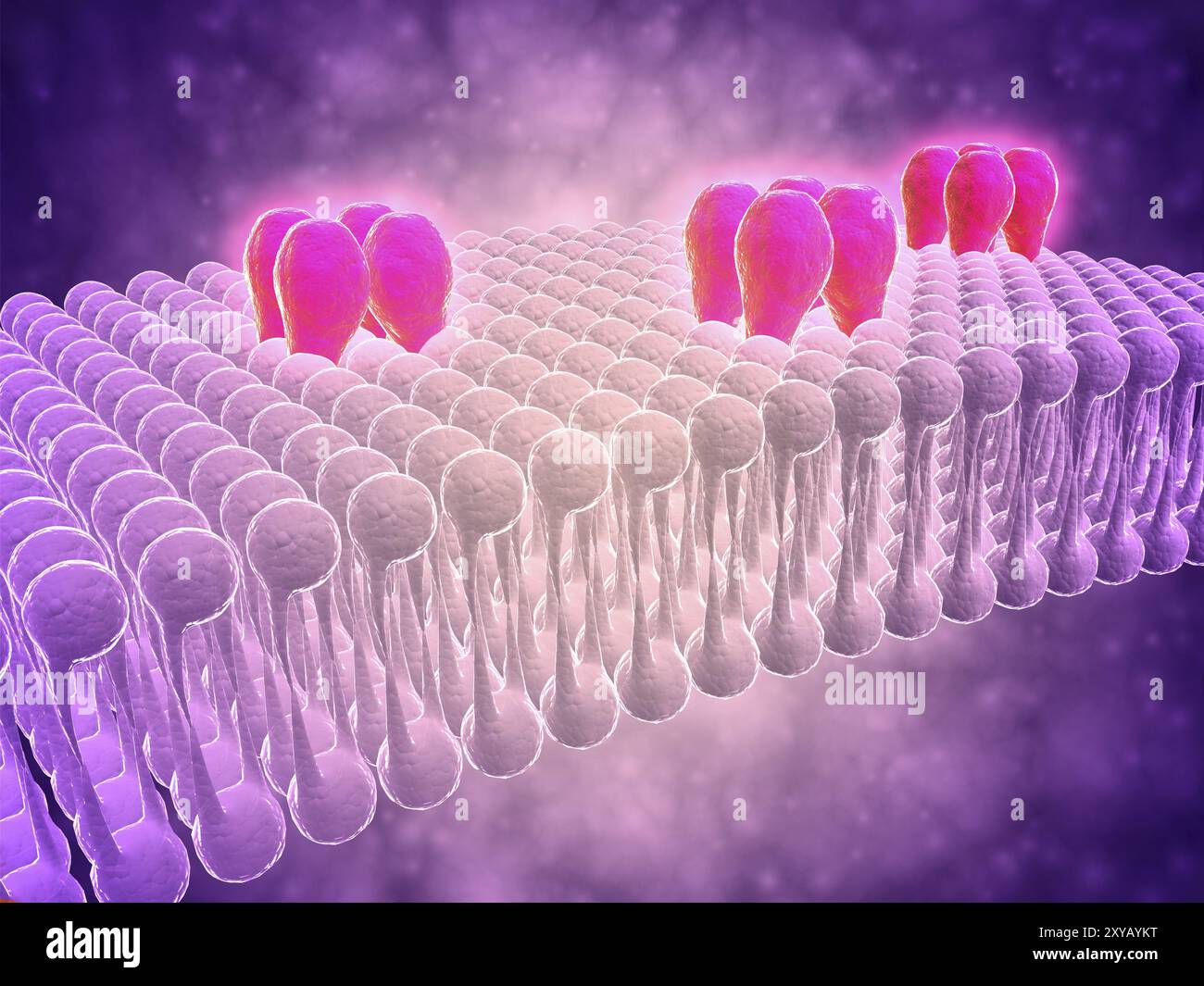 Conceptual image of GABA receptors. The GABA receptors are a class of ...