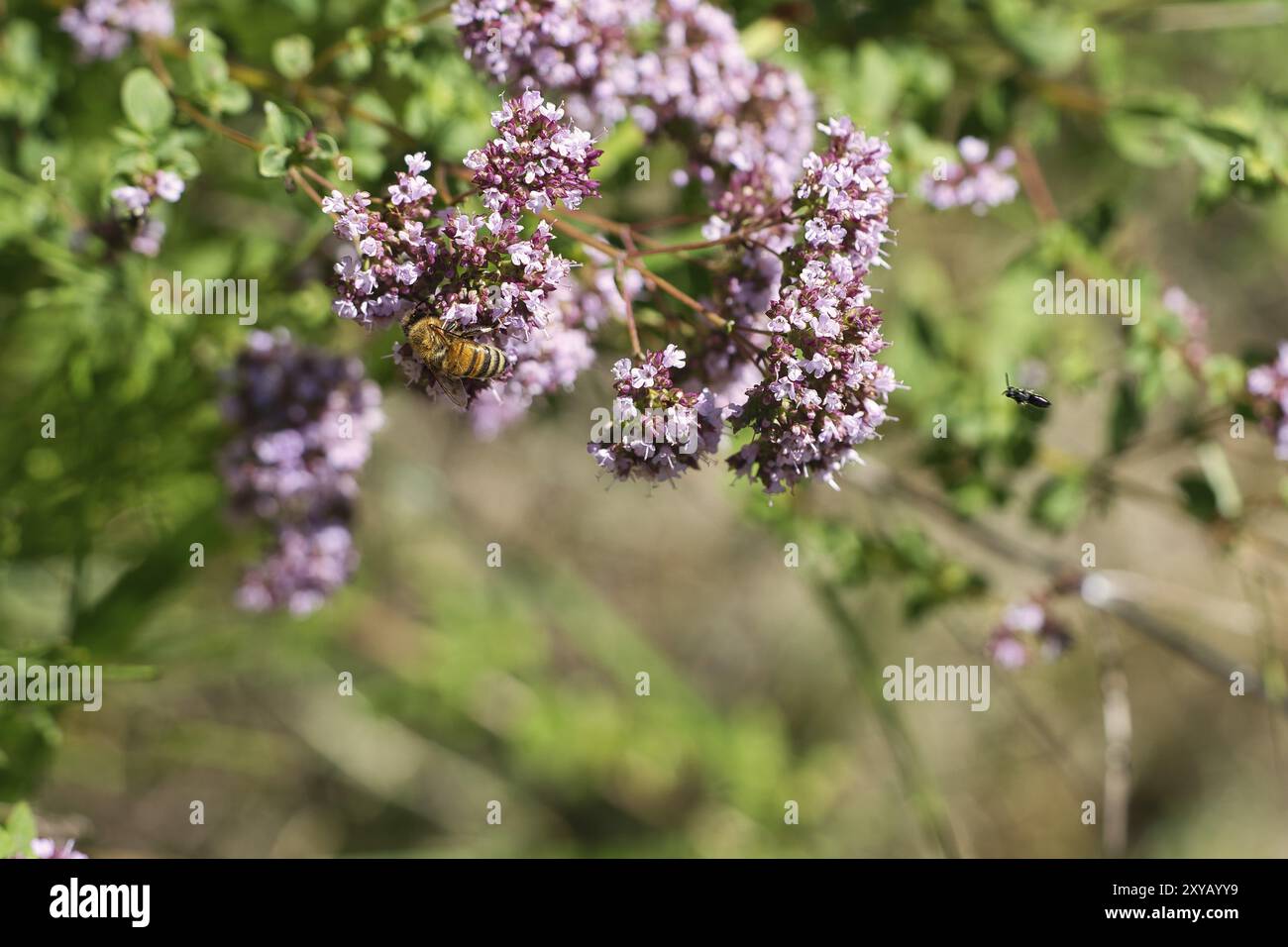 Bee busy eating harvesting hi-res stock photography and images - Alamy