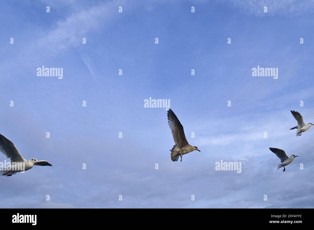 Dynamic shot sea birds hi-res stock photography and images - Alamy