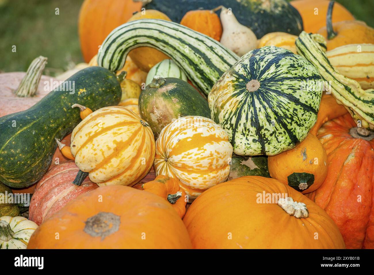 Various pumpkins stacked in a colourful mixture in a field, borken ...