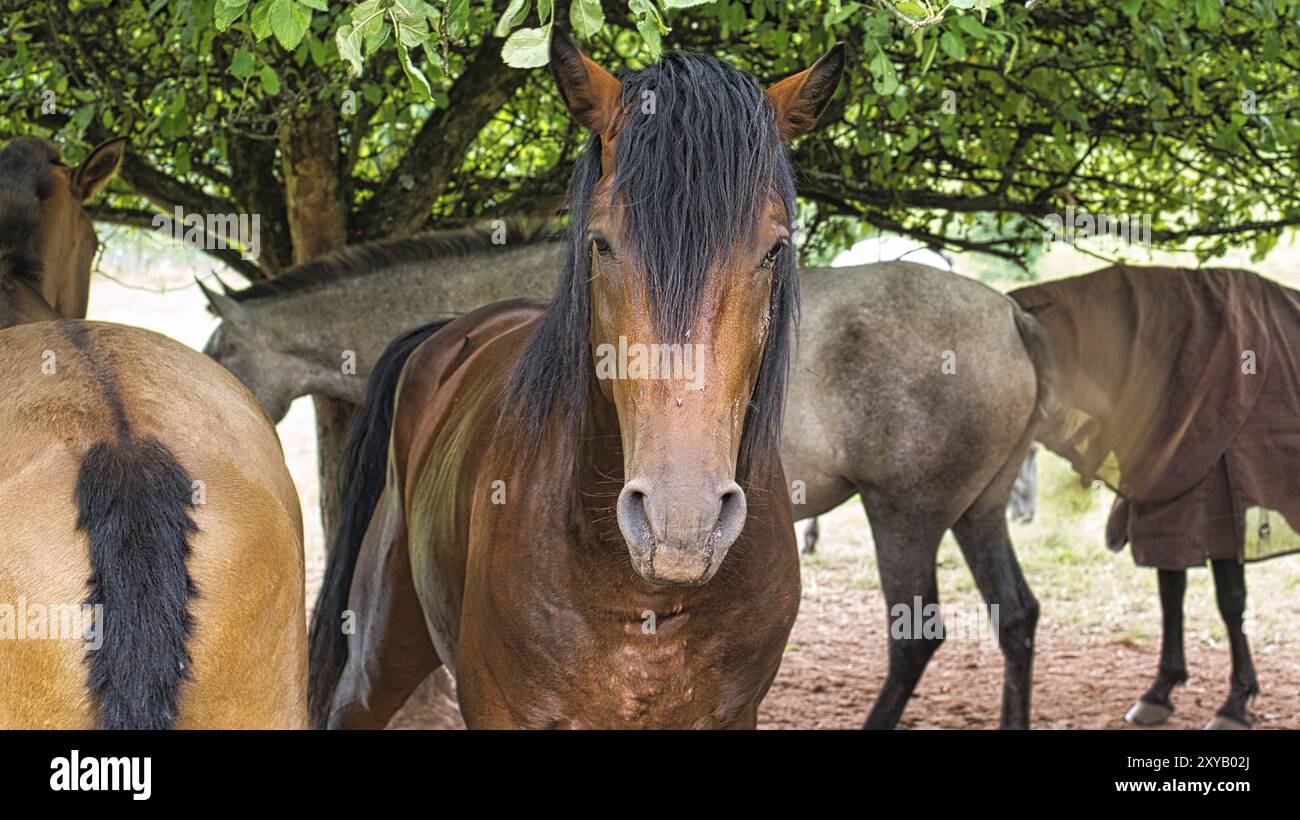 Horses seen on a way of a horse breeding while hiking on vacation. The ...