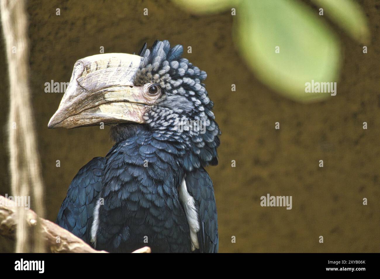 Silver-cheeked horn bill sitting on a branch. colorful plumage. large ...