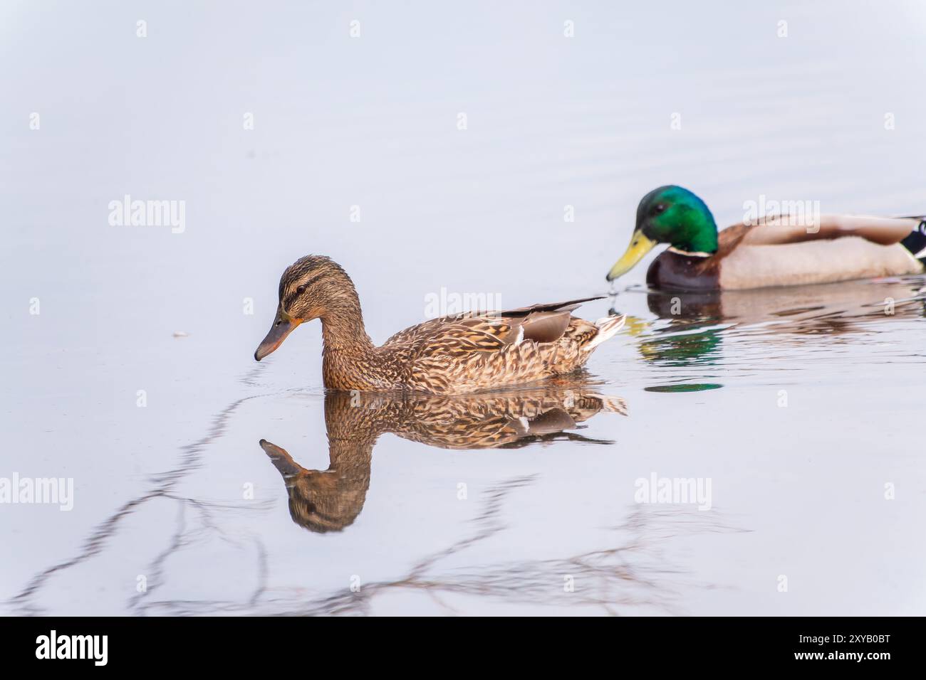A couple of mallard ducks swims in the river. Mallard ducks, latin name ...