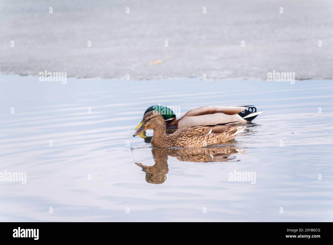 A couple of mallard ducks swims in the river. Mallard ducks, latin name ...