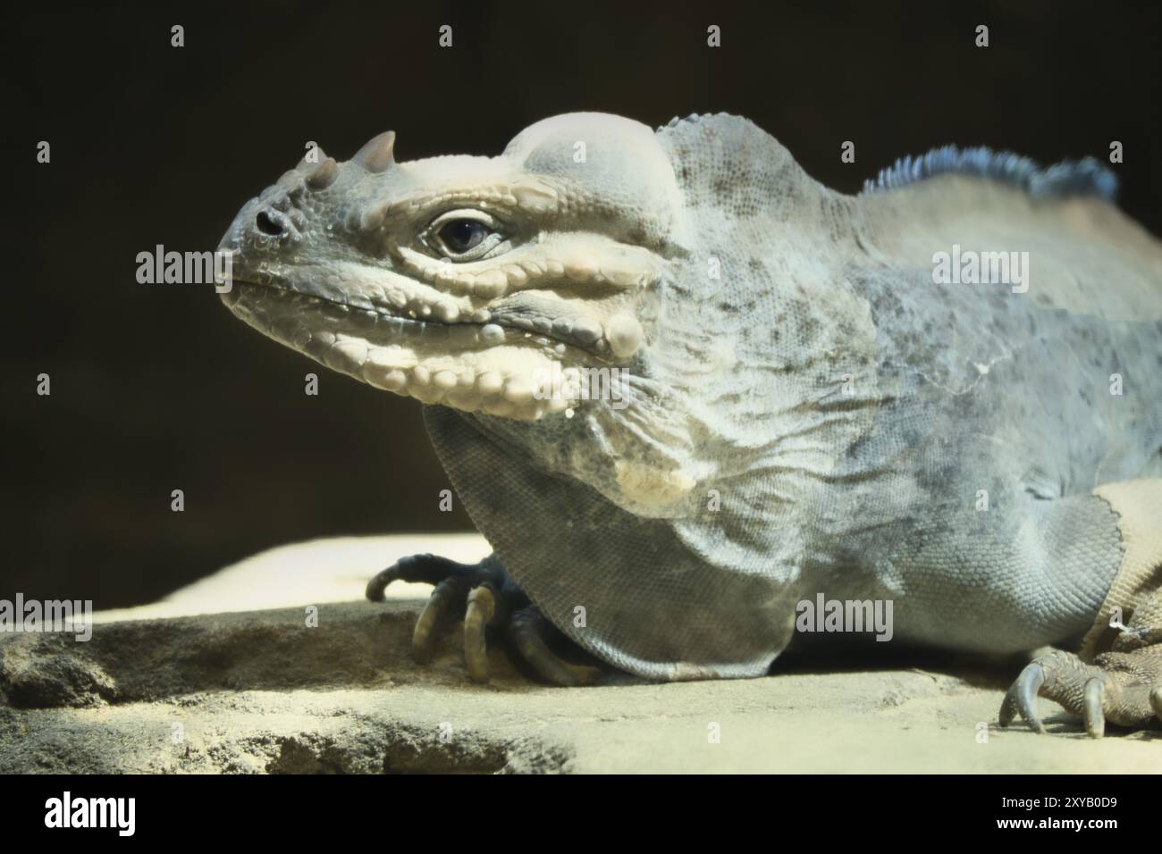 Large iguana lying on a stone. Thorny comb and scaly skin. Animal photo ...