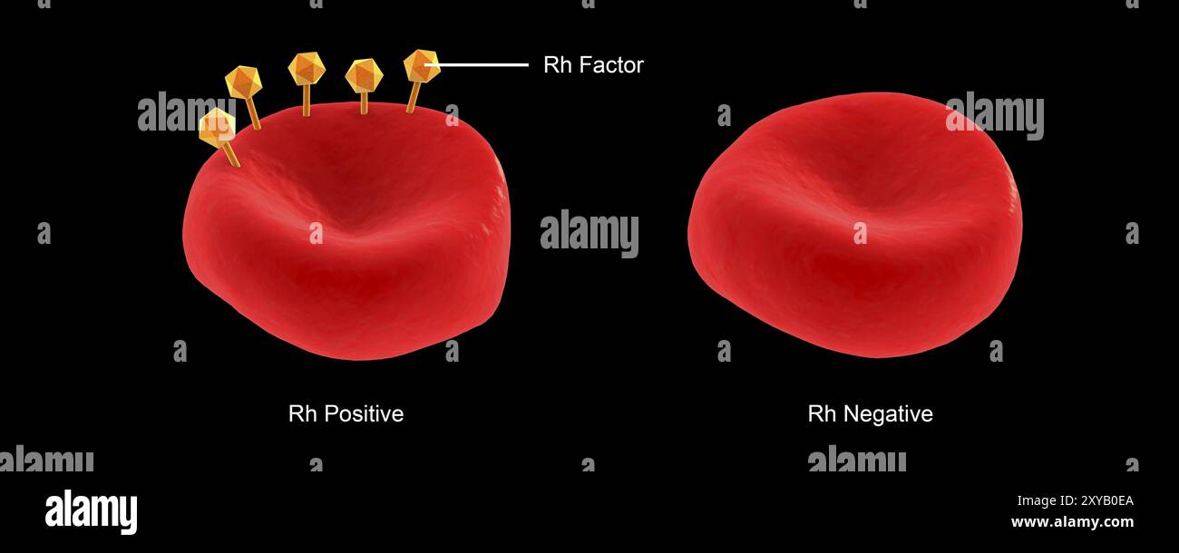 One red blood cell isolated hi-res stock photography and images - Alamy