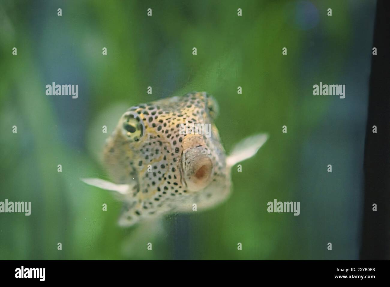 Small spotted puffer fish in green salt water. Fish species from the ...