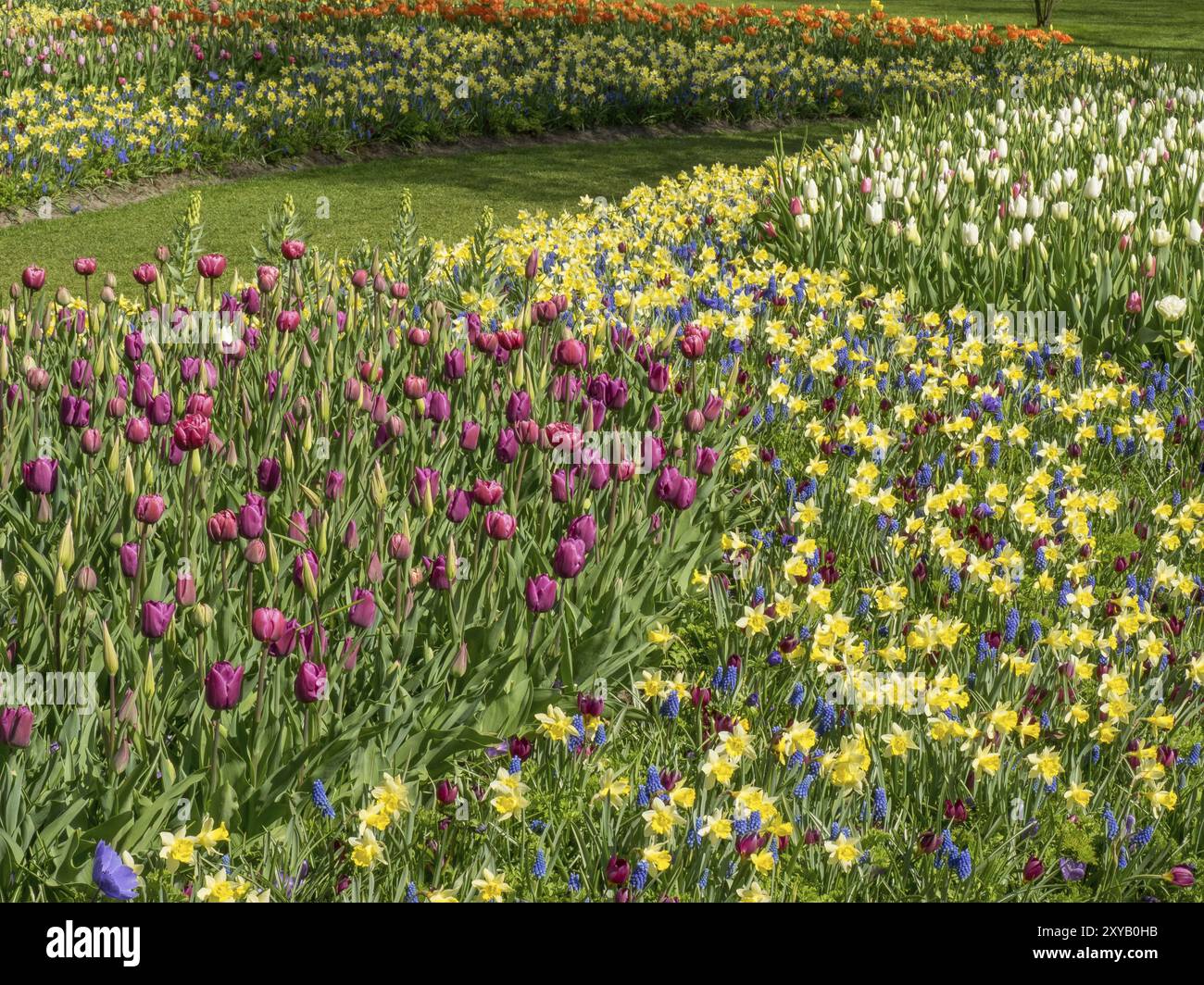 Large flower field with purple tulips and wild daffodils, spring ...