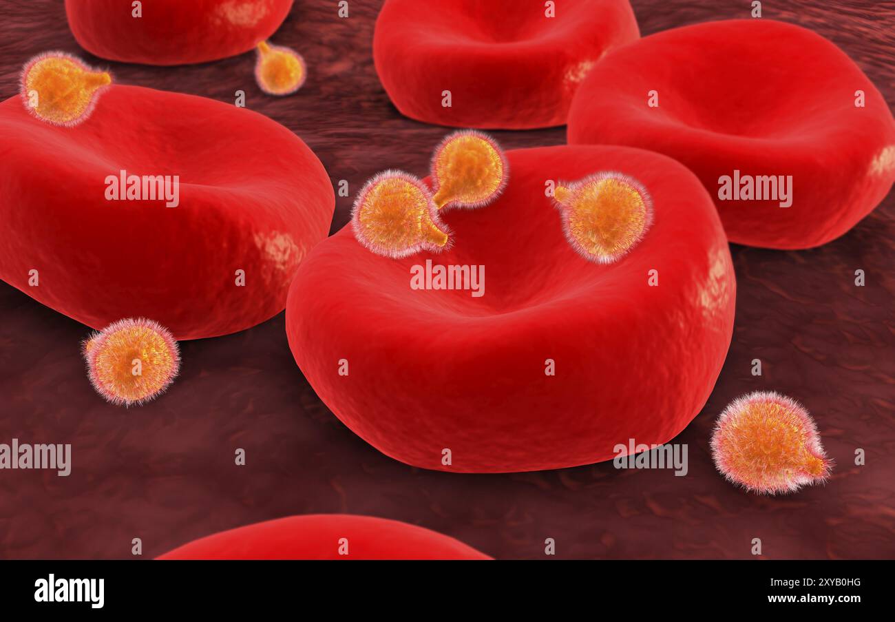 Conceptual image of malaria parasites within red blood cells Stock ...