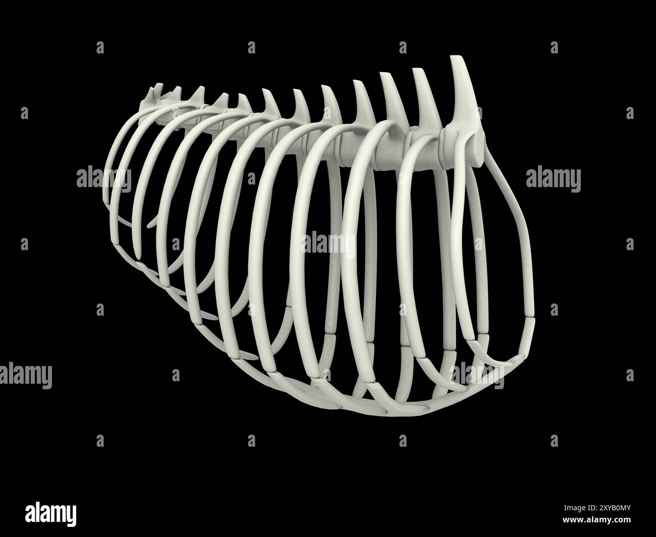Animal anatomy illustrations hi-res stock photography and images - Alamy