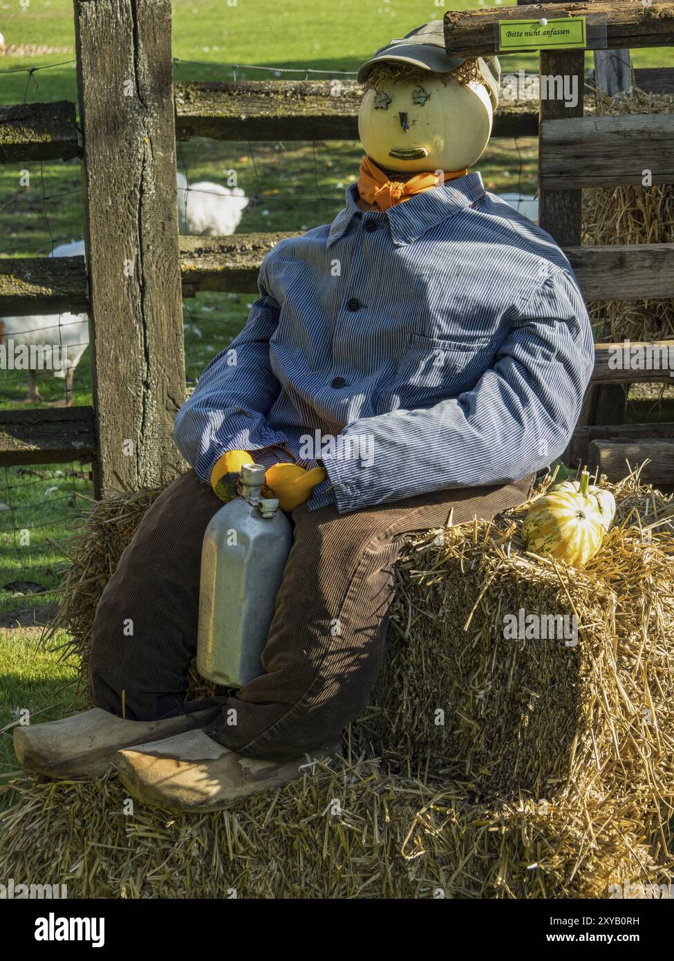 Scarecrow made of straw sitting on hay bales, surrounded by pumpkins ...