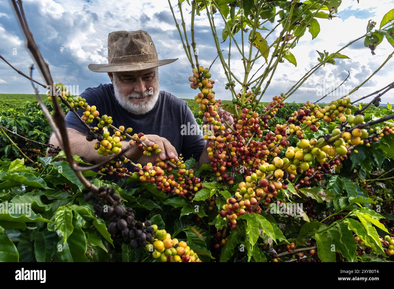 Farmer analyzes the fruits that sprout from coffee trees on a farm in ...