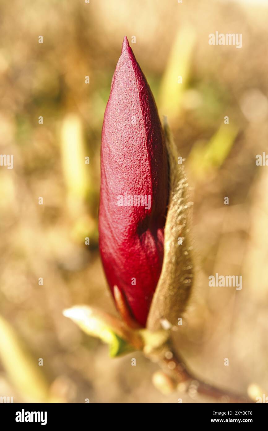 Magnolia trees are a true splendor in the flowering season. An eye ...