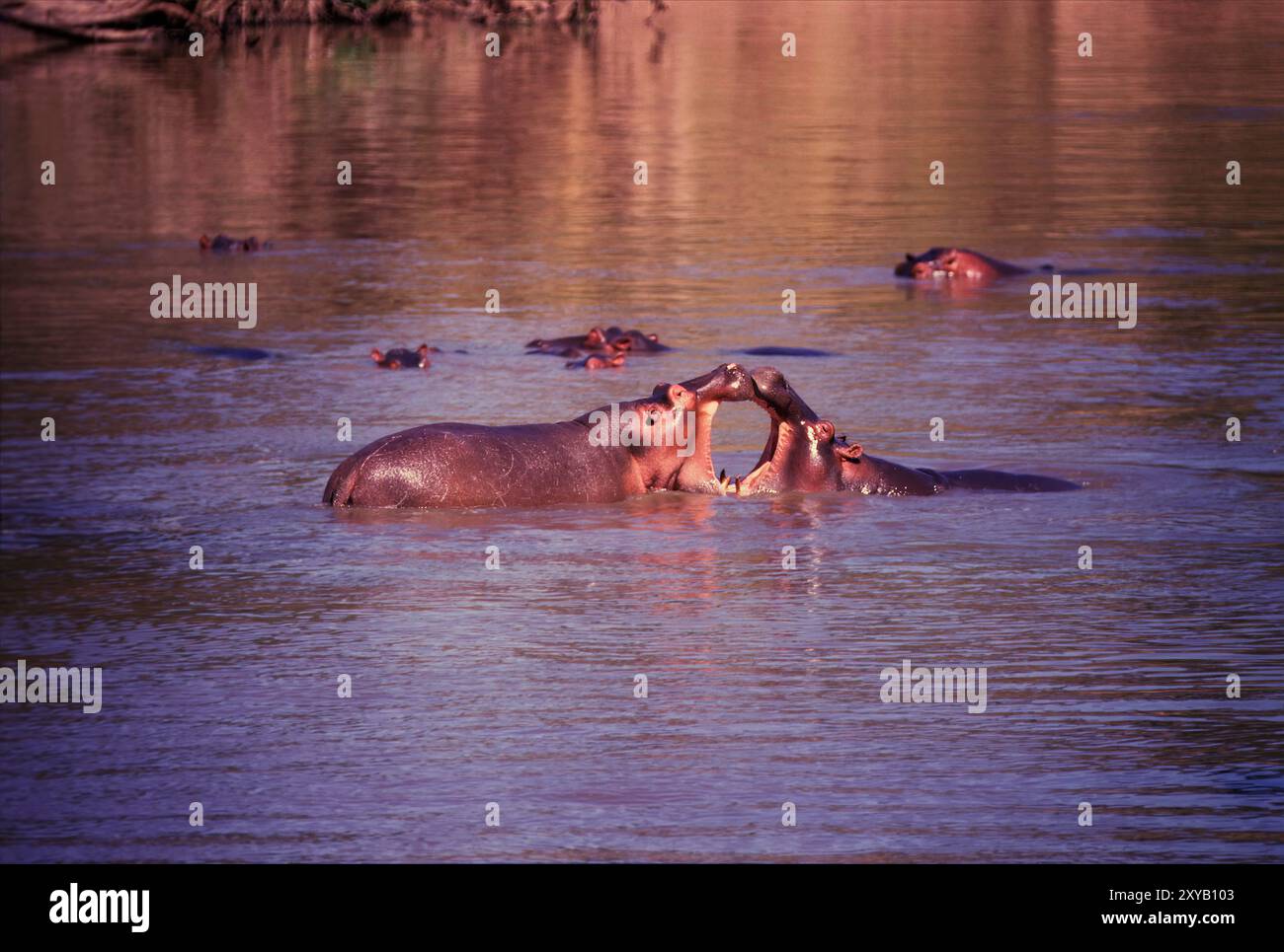 Hippos fighting at Hippo Pool at the Mara River, Masai Mara Game ...