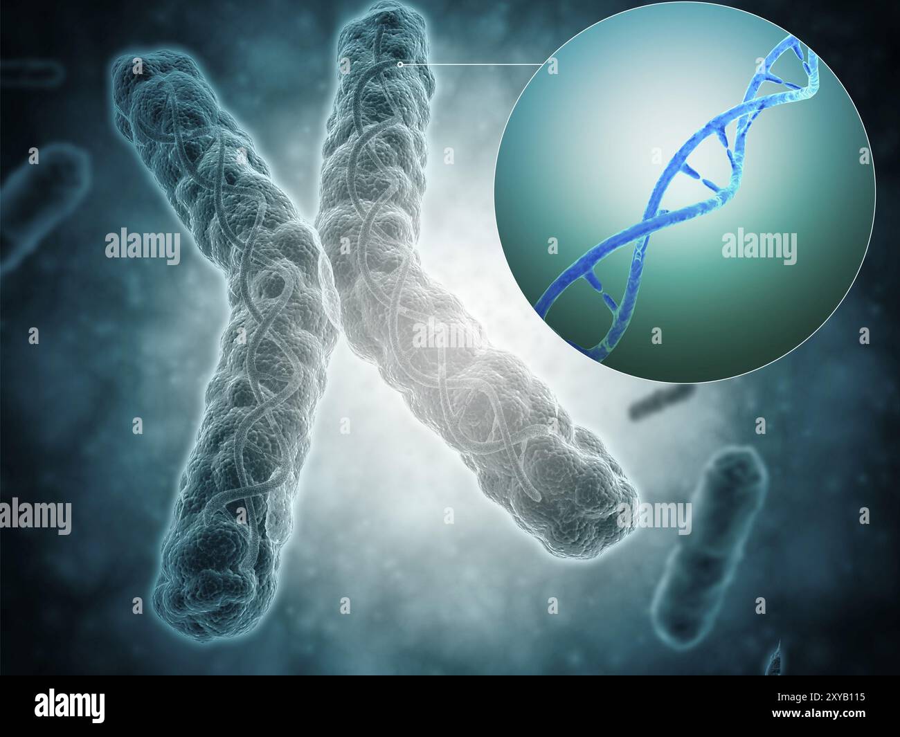 Conceptual image of a telomere showing DNA structure. A telomere is a region of the DNA sequence ...