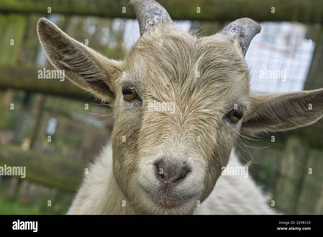 Cute little goats with direct eye contact. playful and cheeky are the ...