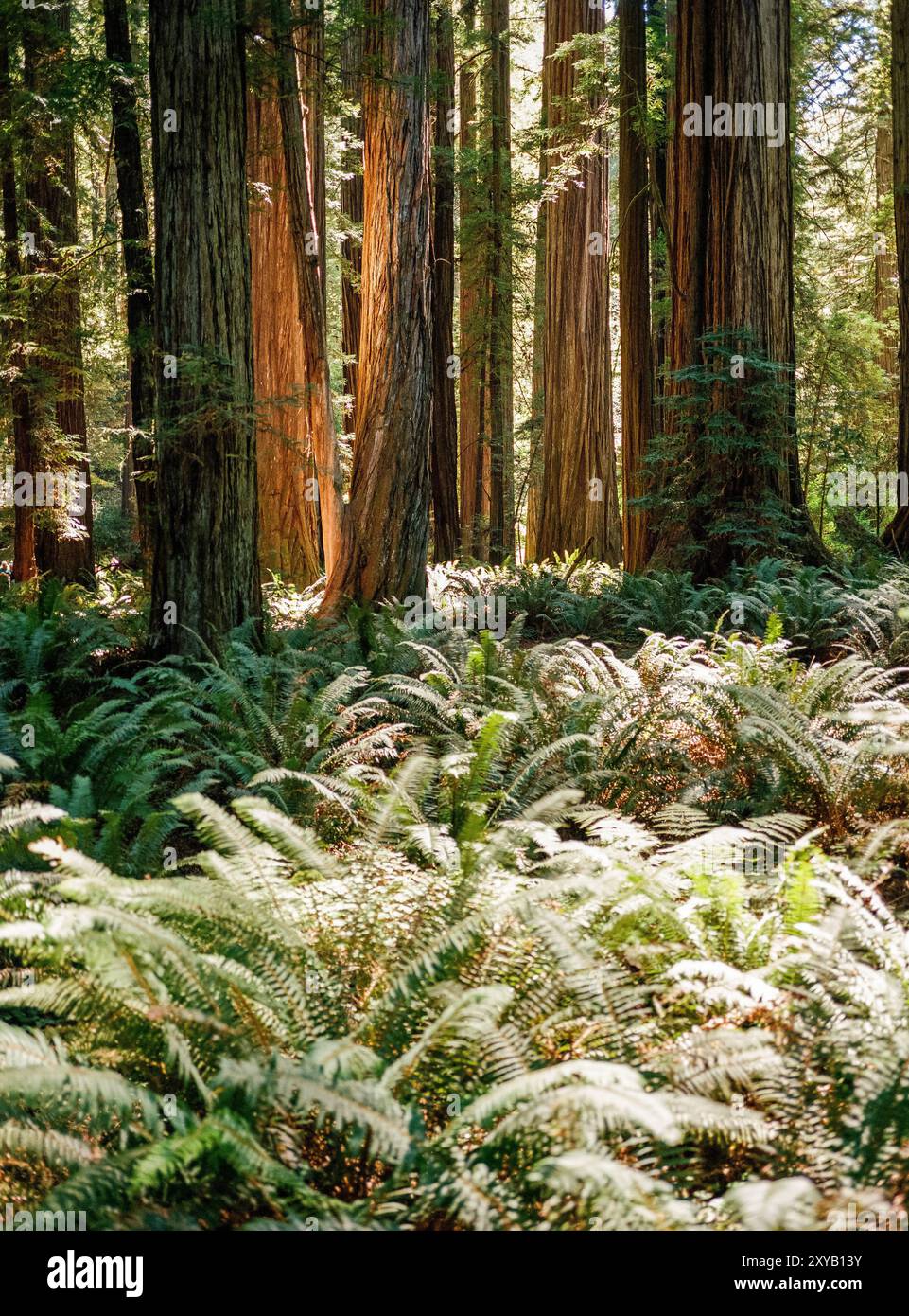 Jedidiah smith hi-res stock photography and images - Alamy