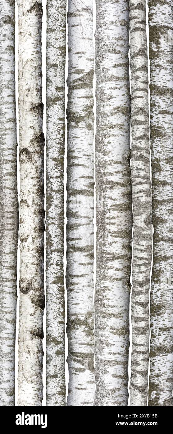 Various deciduous trees birch hi-res stock photography and images - Alamy