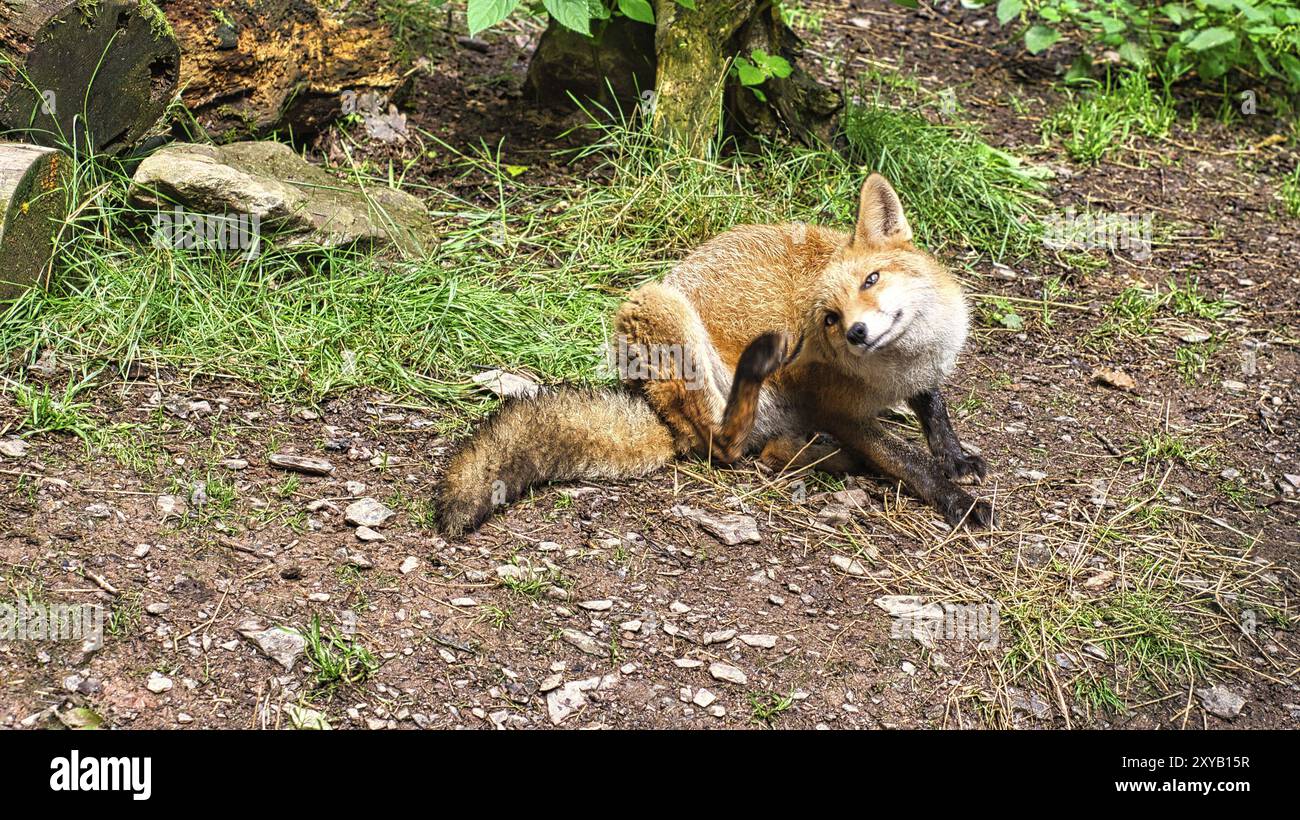Fox in close-up looking at the viewer. The animal is not afraid and ...