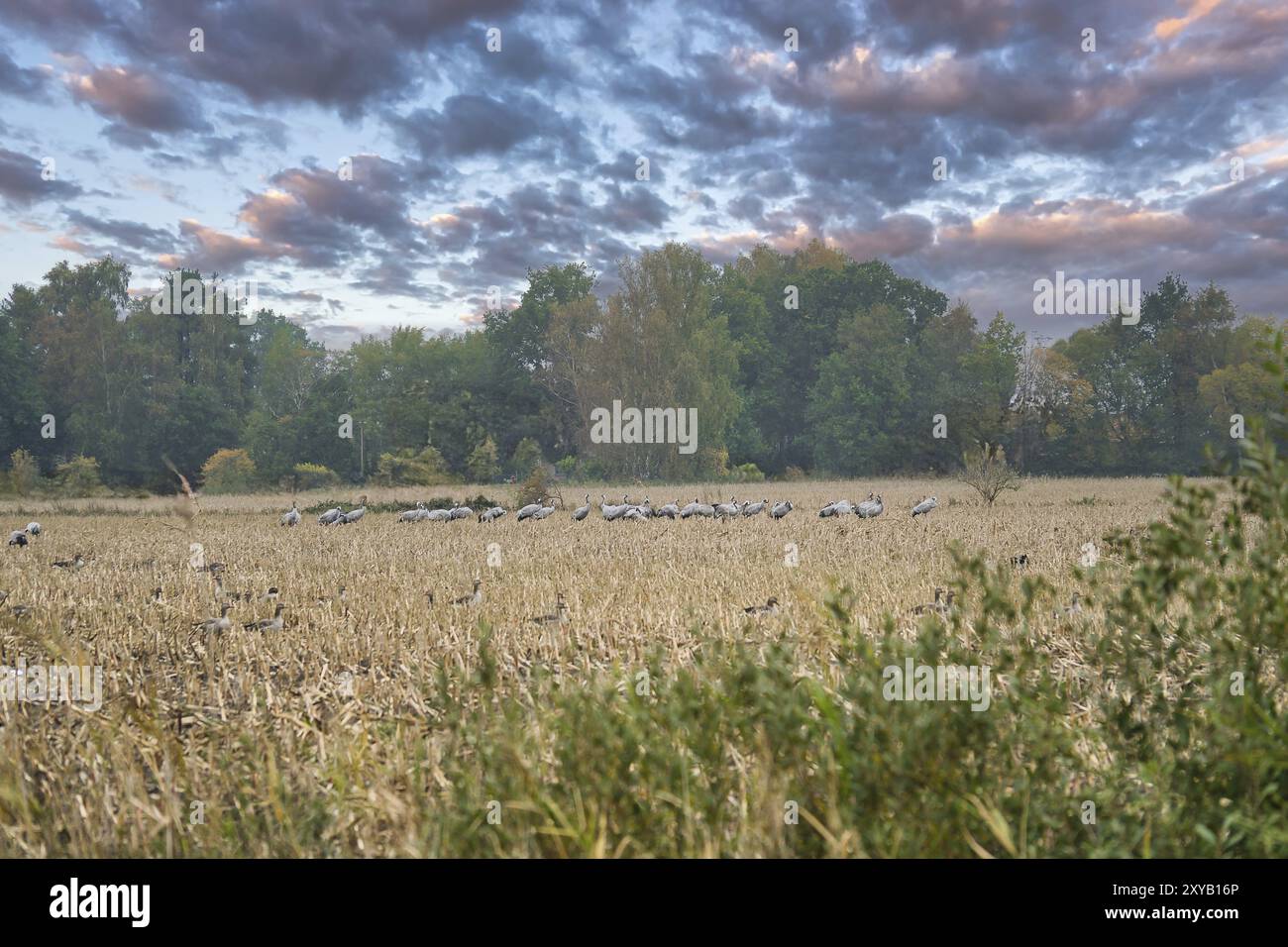 Cranes at a resting place on a harvested corn field in front of a ...