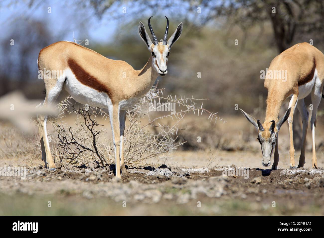 A herd of springboks drinking at the waterhole Stock Photo - Alamy