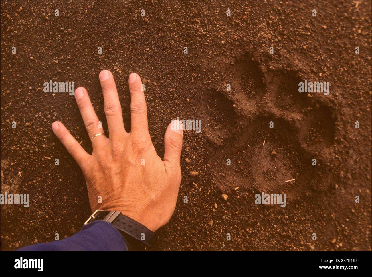 Lion footprint hi-res stock photography and images - Alamy