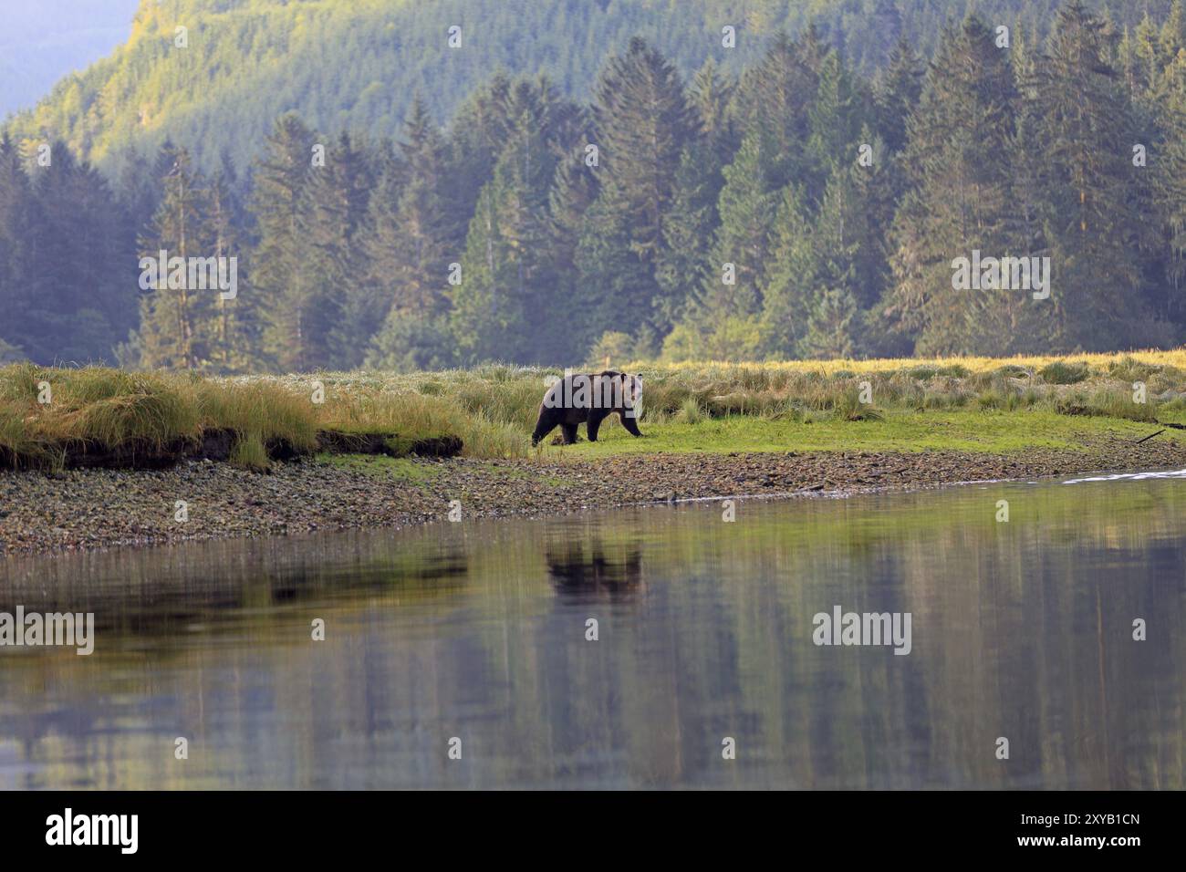 Grizzly bear in Knight Inlet in Canada Stock Photo - Alamy