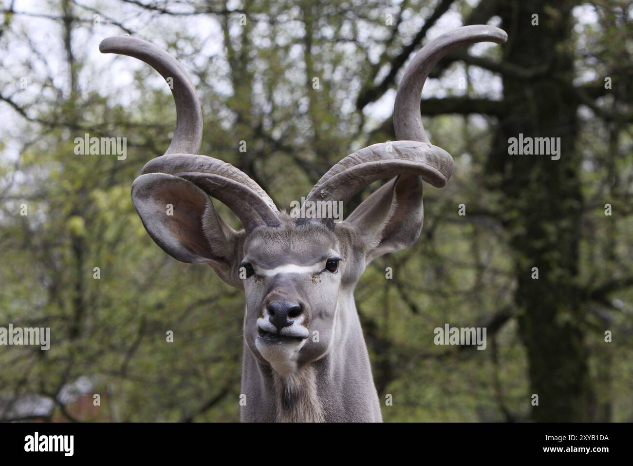 Greater kudu (buck Stock Photo - Alamy