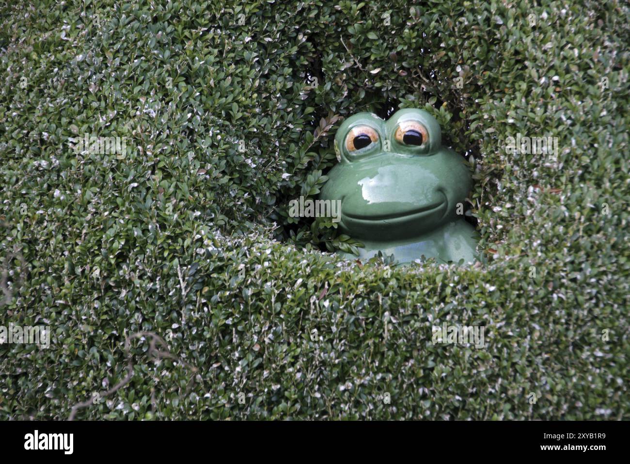 Green ceramic frog in a hedge Stock Photo - Alamy