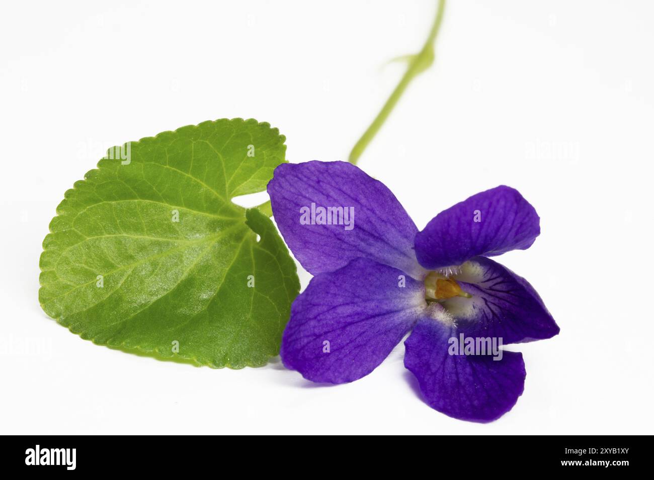 Violet flower in wood Cut Out Stock Images & Pictures - Alamy
