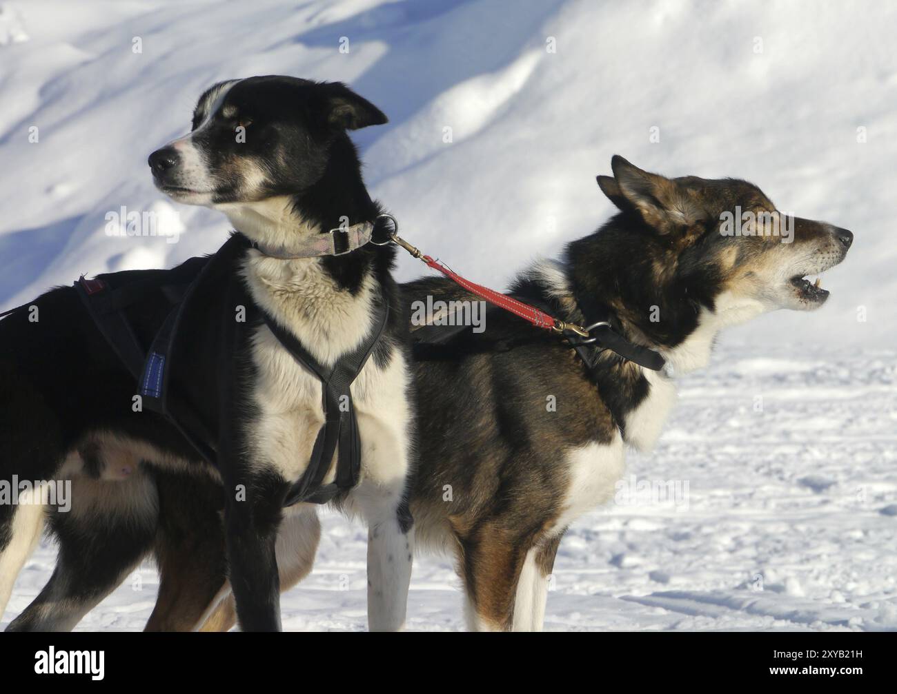 Nordic dog sleds hi-res stock photography and images - Alamy