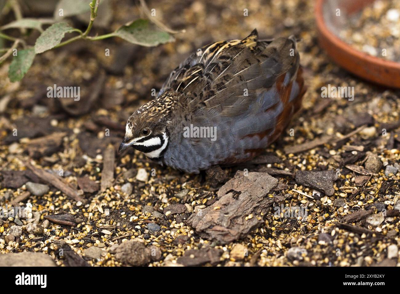 King quails hi-res stock photography and images - Alamy