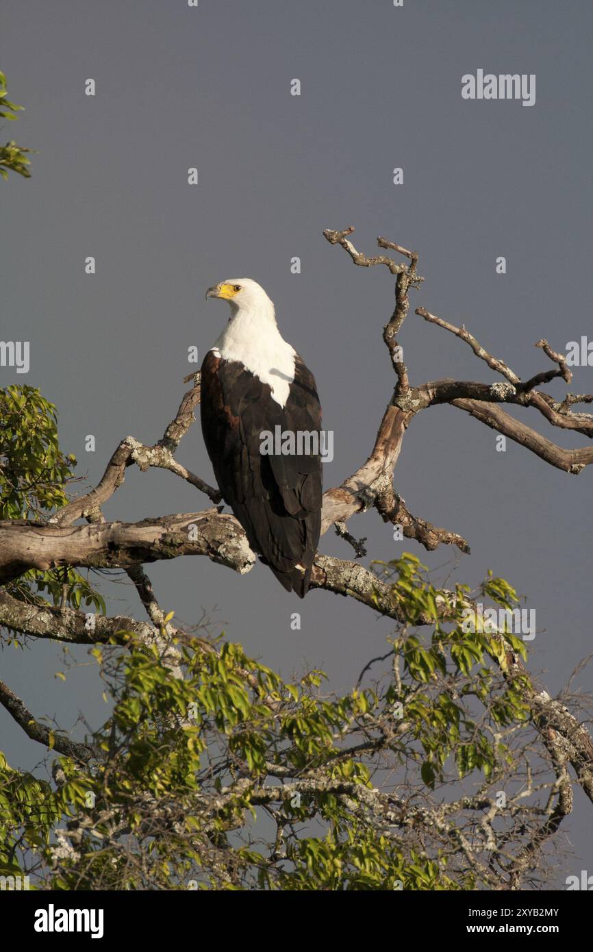Lesser spotted eagle on a tree Stock Photo - Alamy