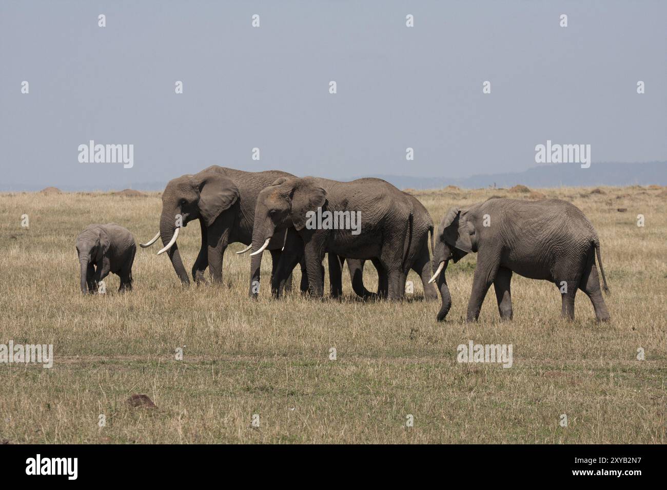Group of African elephants wandering in the Masai Mara Stock Photo - Alamy