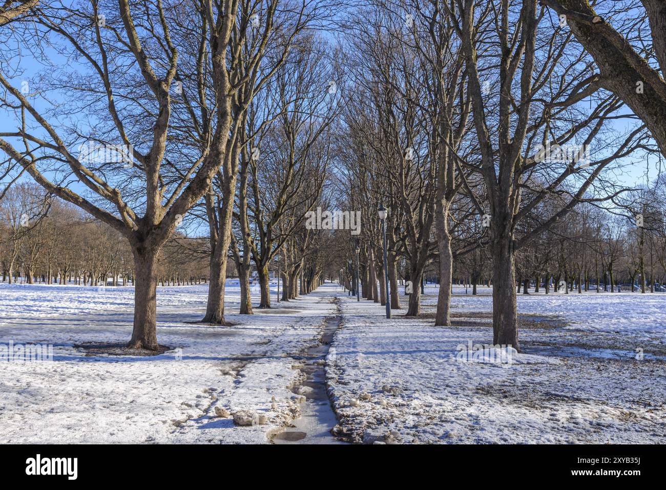Oslo winter landscape at Vigeland Sculpture Park with snow and dry tree ...