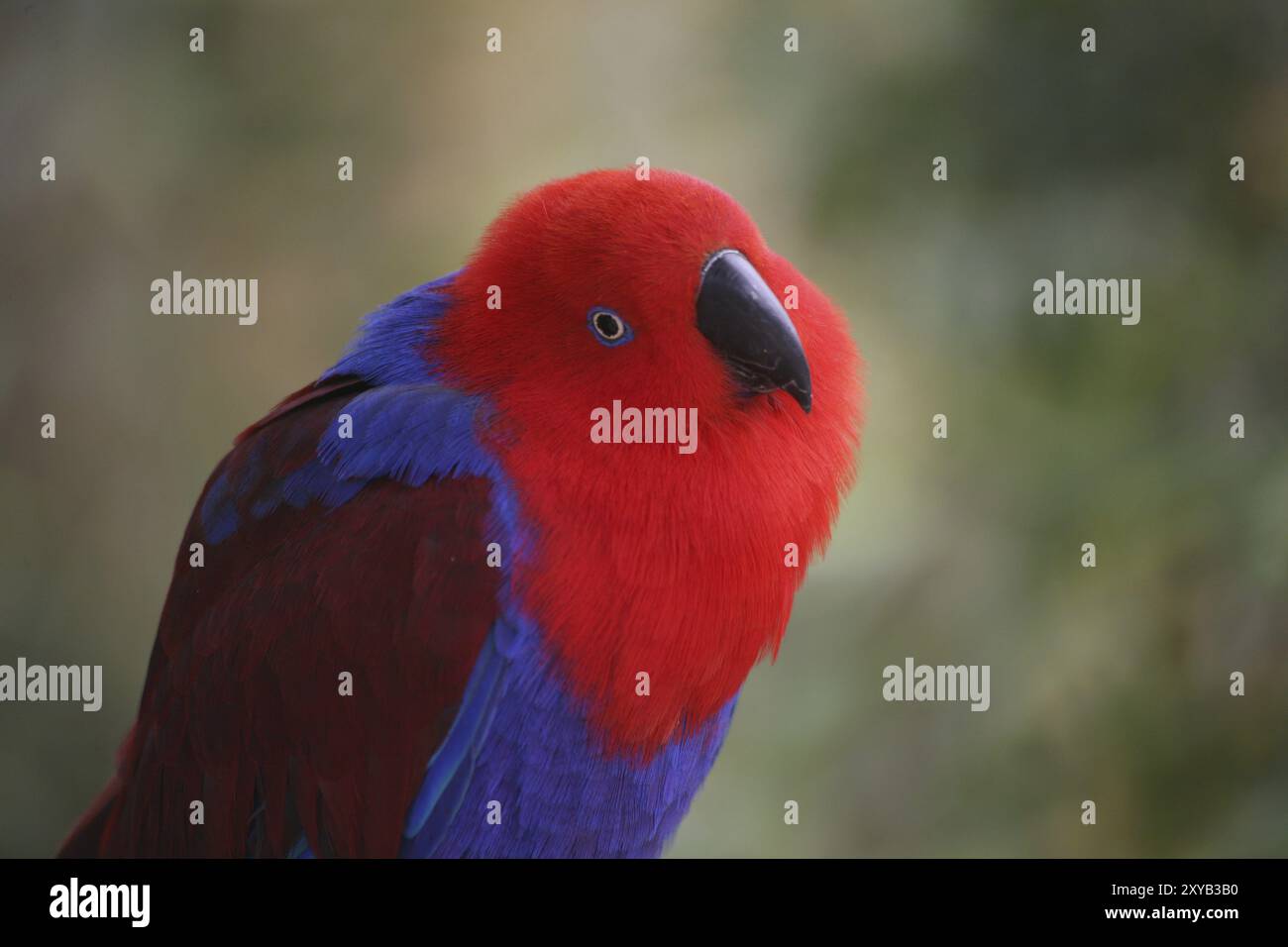Different types birds in hi-res stock photography and images - Alamy