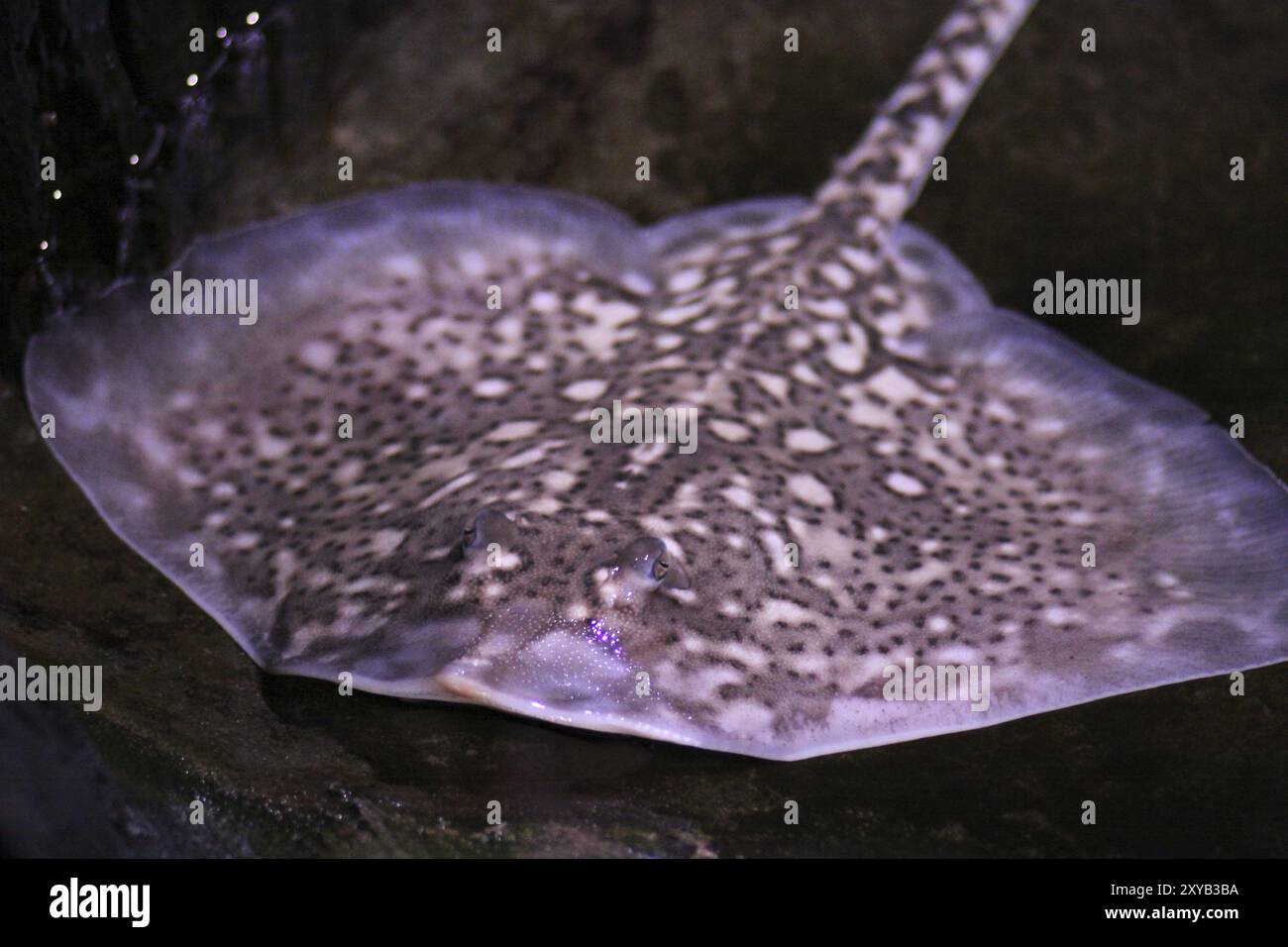 Rajiformes hi-res stock photography and images - Alamy