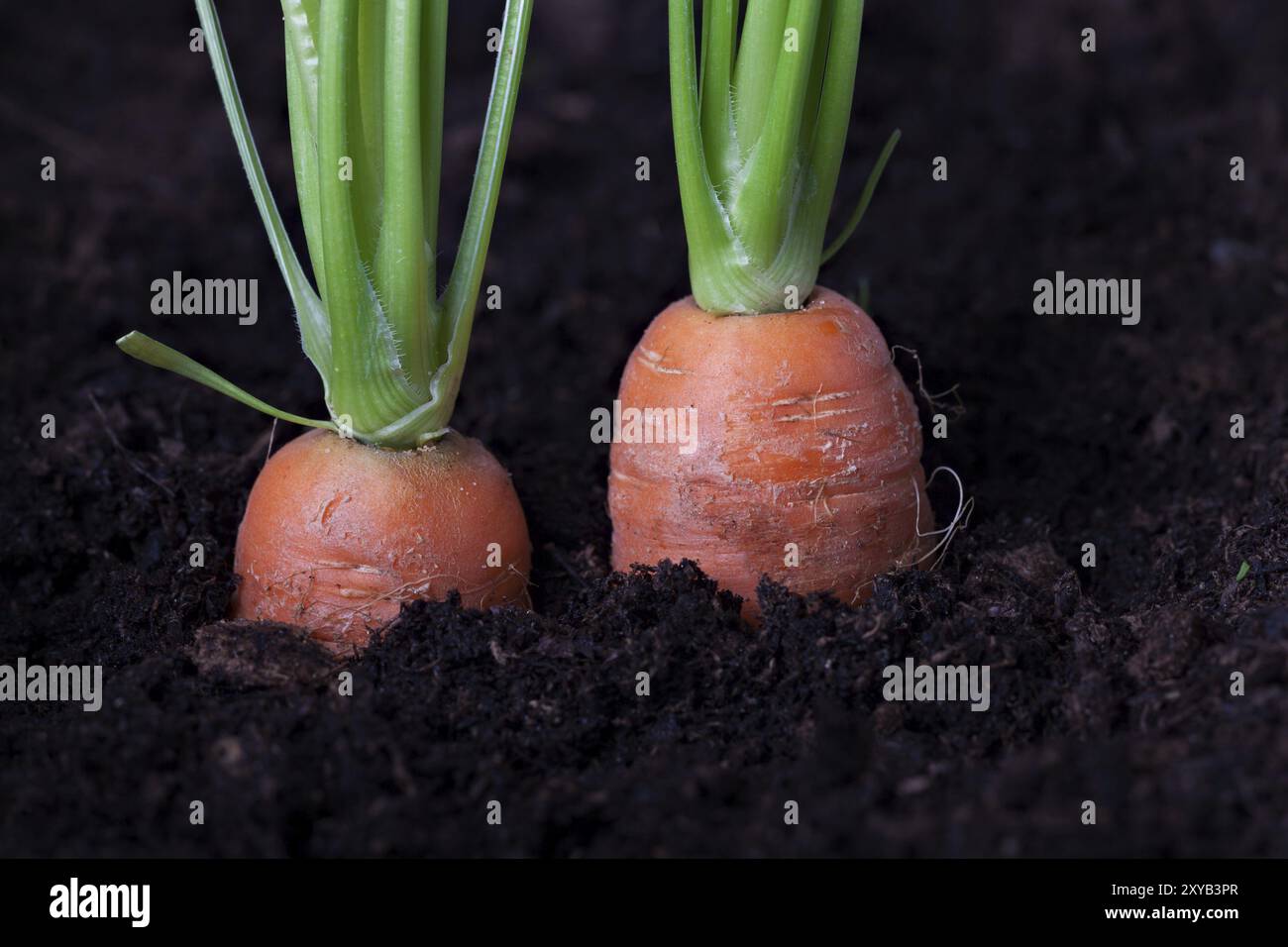 Two carrots in one bed Stock Photo - Alamy
